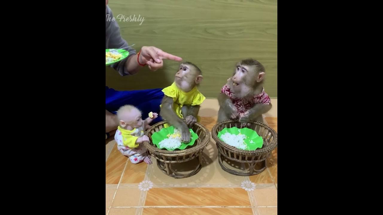 All adorable baby monkey hungry they ask and wait mom fried eggs for eat with rice look so yummy ...