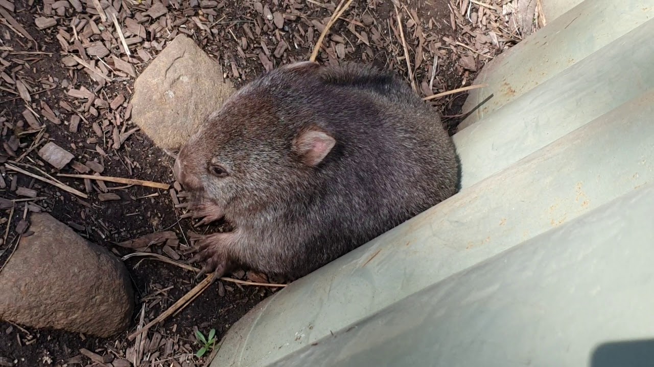 Tasmania, Launceston Zoo - YouTube