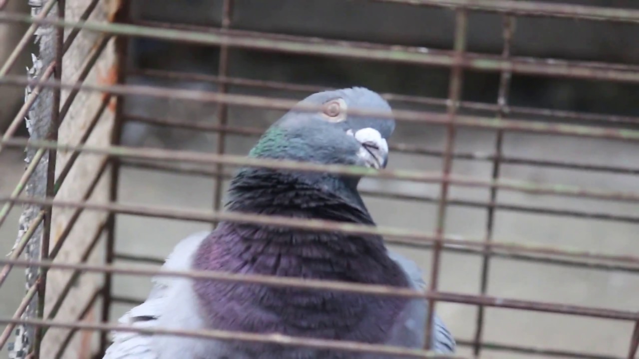 Racer Kobutor - YouTube