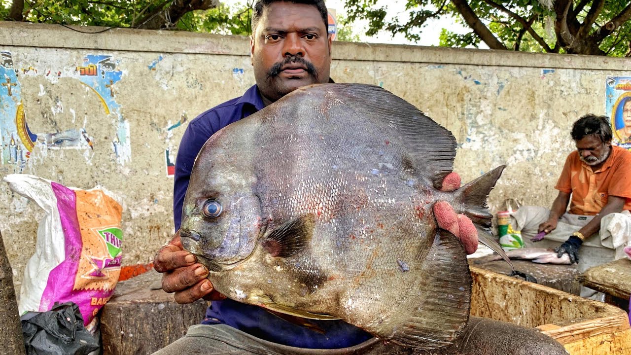 KASIMEDU 🔥 SPEED SELVAM | BIG SPADE FISH CUTTING VIDEO | 4K VIDEO | KM ...