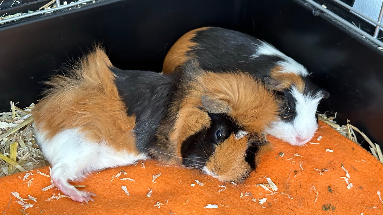 Milly and Kalotte play together - YouTube