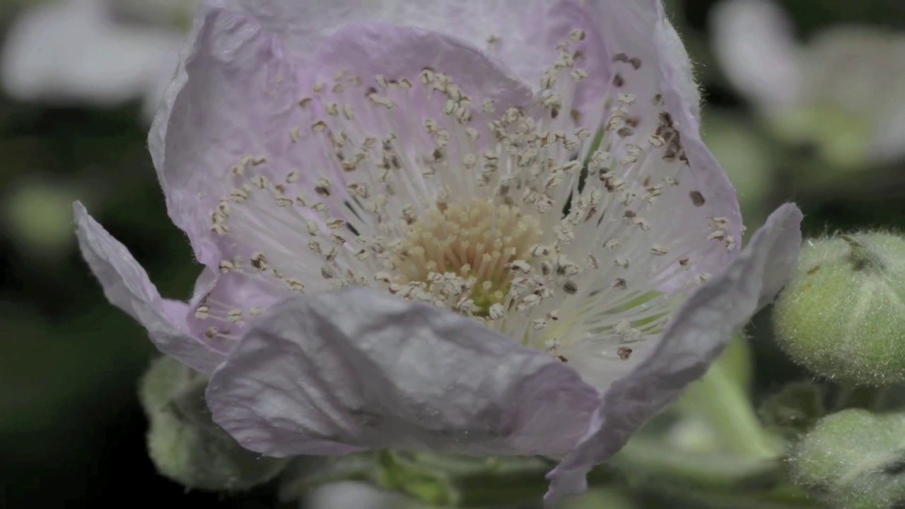 Bramble flower with anthers time lapse - YouTube