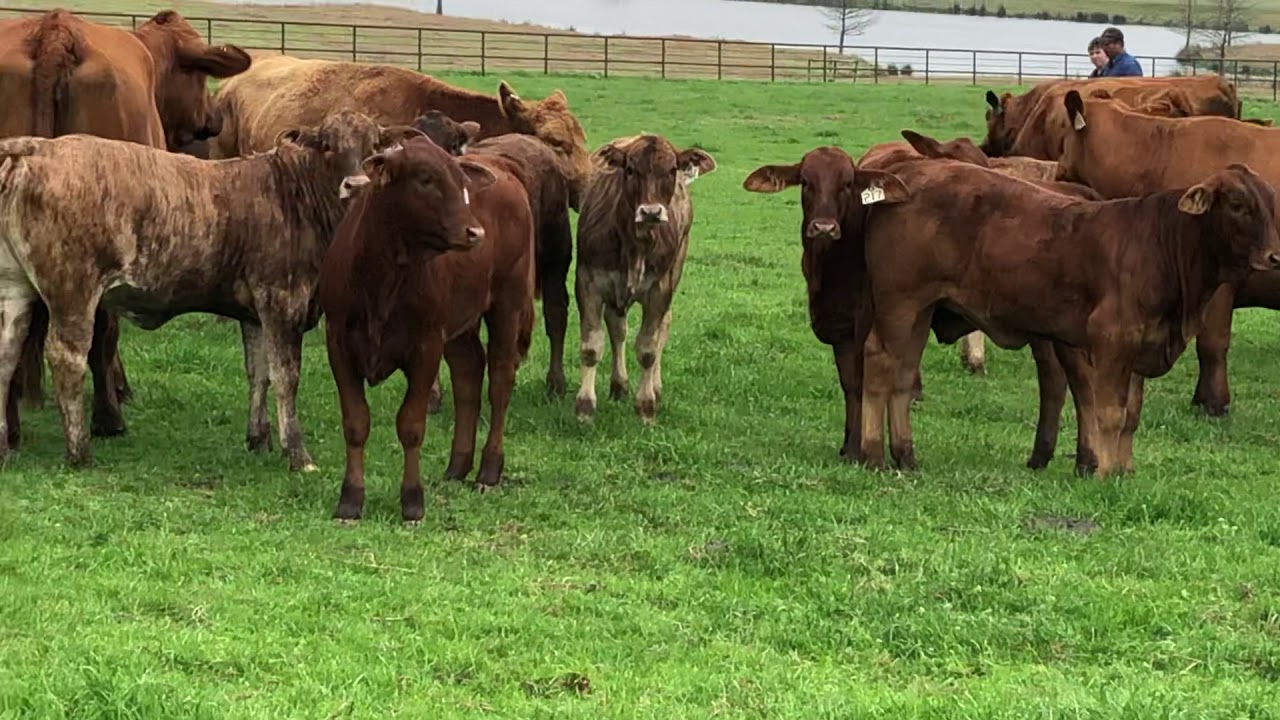 49 Red Angus Cows with 49 F1 heifer calves - YouTube