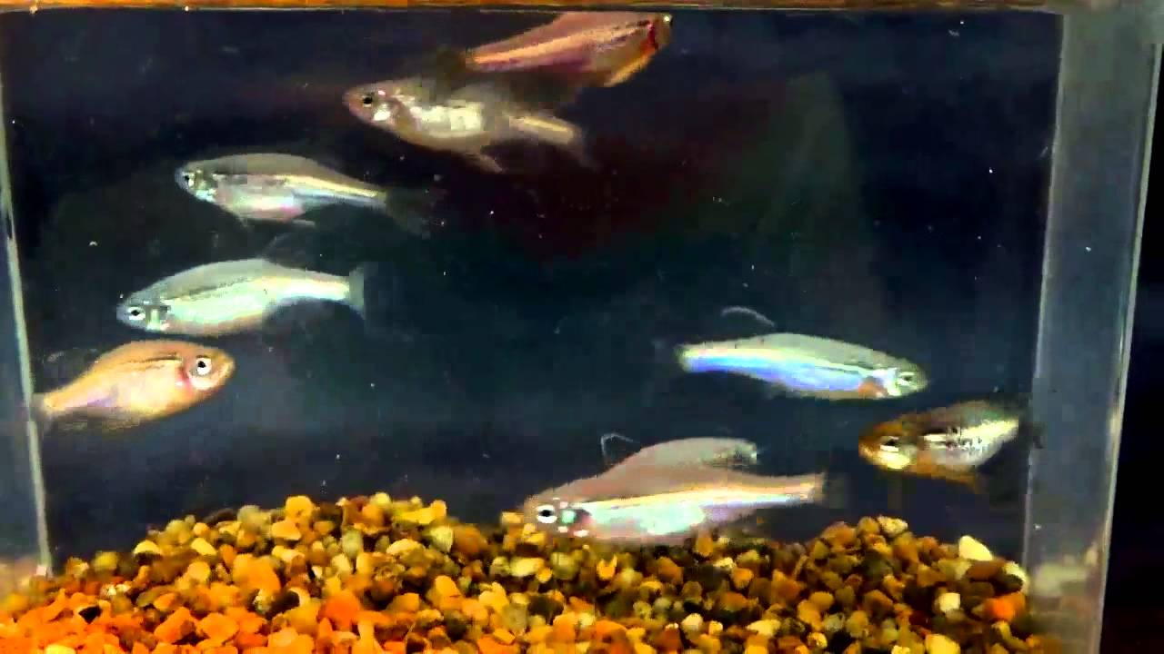 long fin blue danio - YouTube