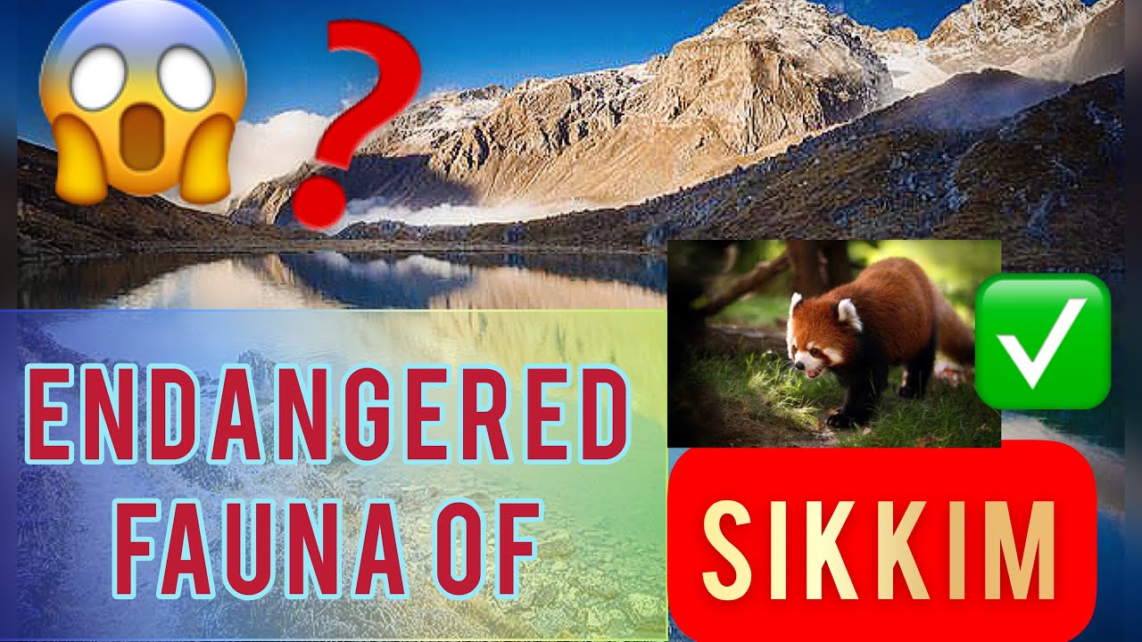 Rare and endangered Fauna of Sikkim - YouTube