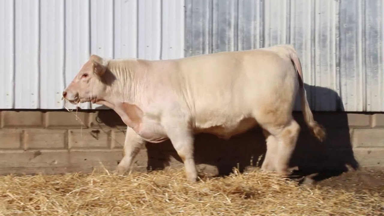 Lot 22 Bull Nebraska Cattlemen's Classic - YouTube