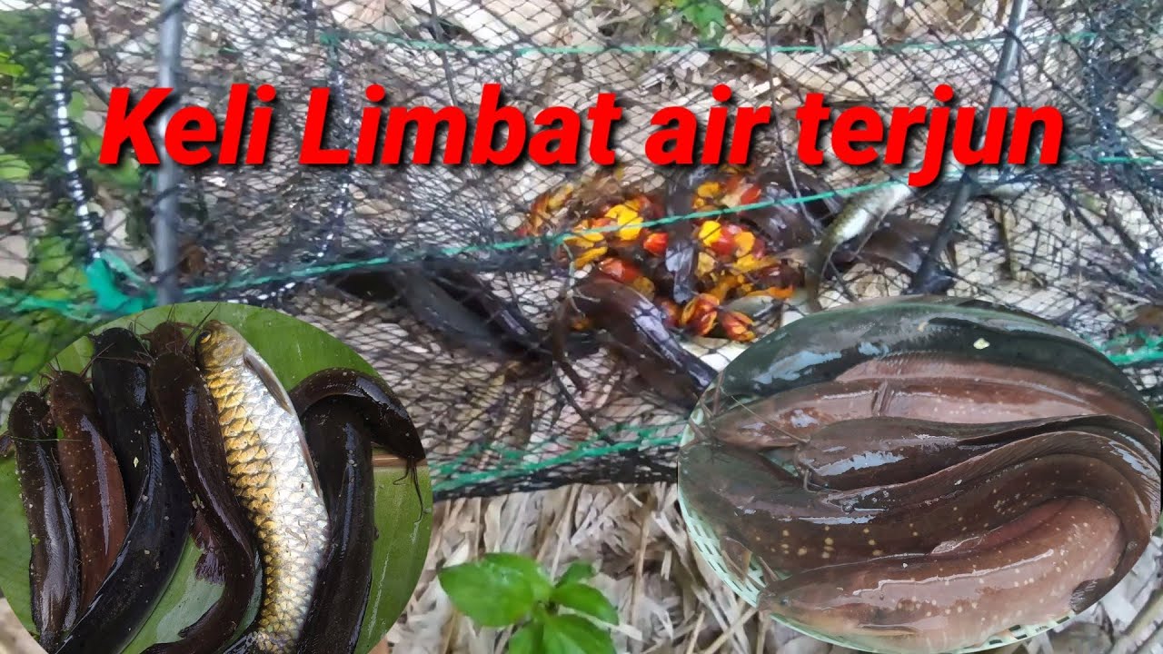 Pasang bubu ikan tengas dapat keli limbat || Limbat air terjun - YouTube