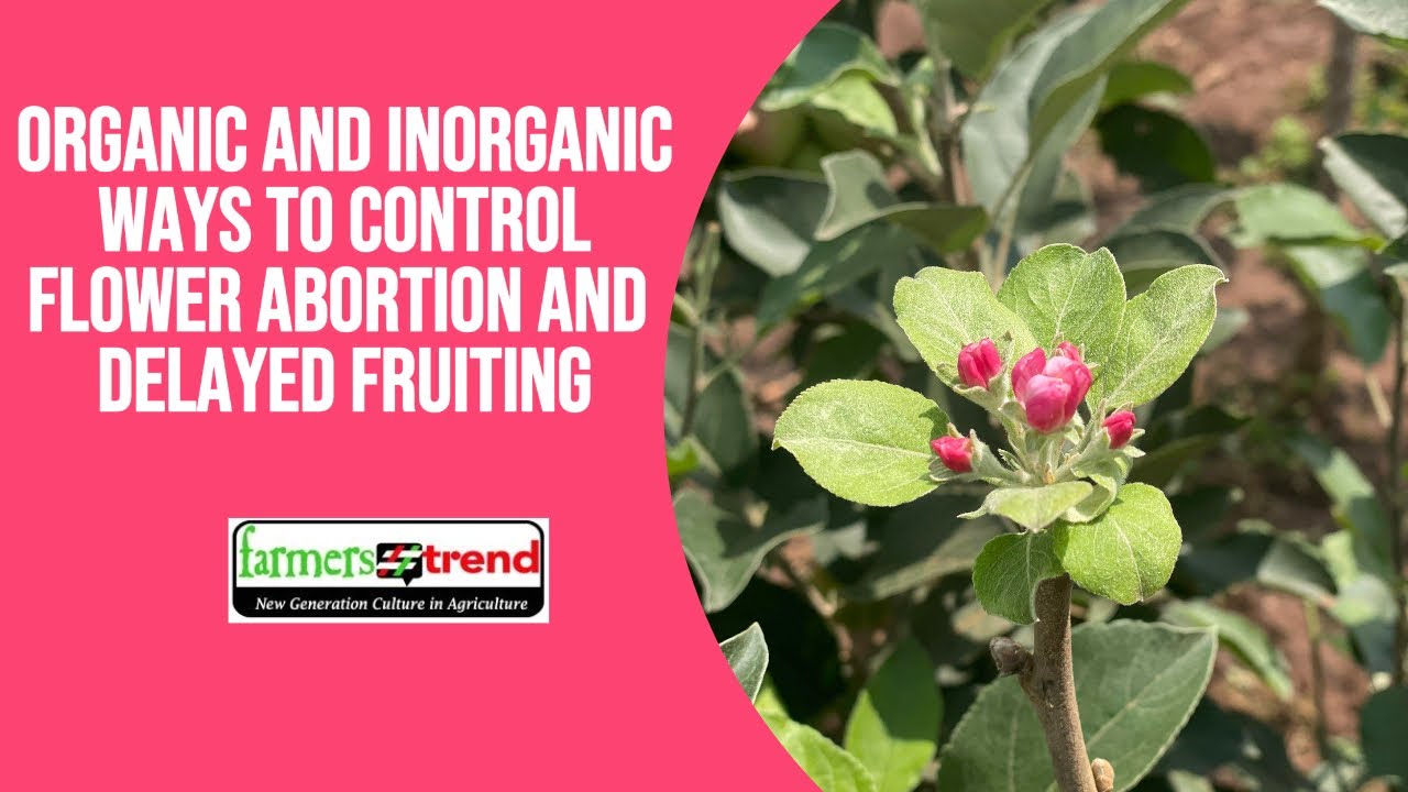 Organic and Inorganic Ways to Control Flower Abortion and Delayed ...