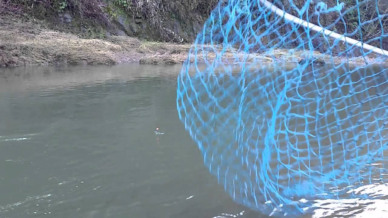 10 lb steelhead on 8 lb line - YouTube
