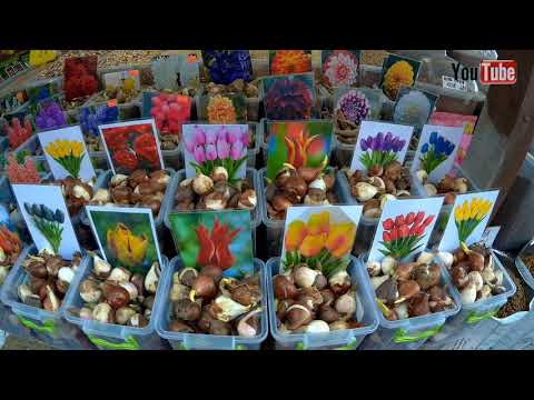 EMİNÖNÜ ÇİÇEKÇİLER ÇARŞISINA GİTTİK // ÇİÇEKLER VE FİYATLAR // MART 2020