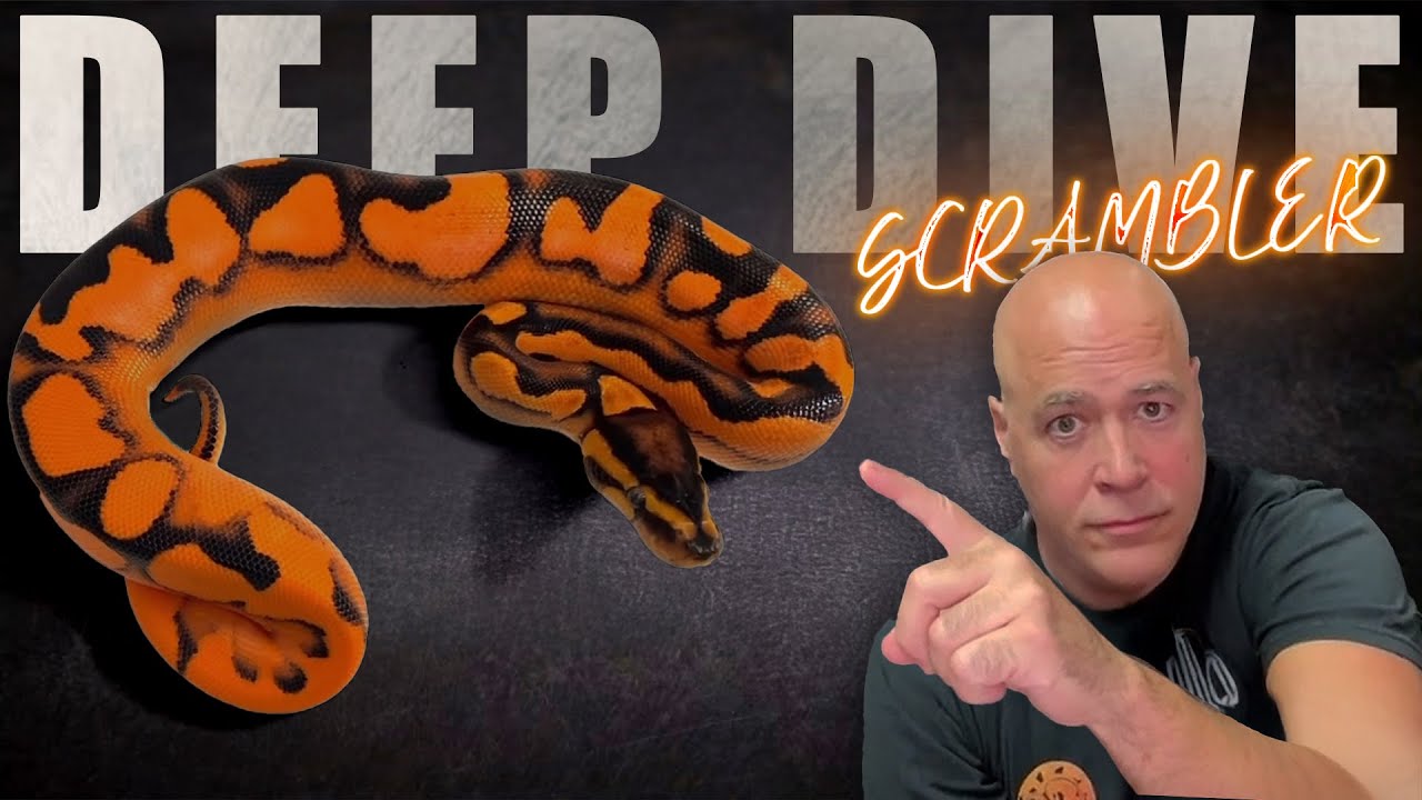 Chris Hernan Reveals HUGE SECRET About Scrambler Ball Python Gene - DEEP DIVE - YouTube
