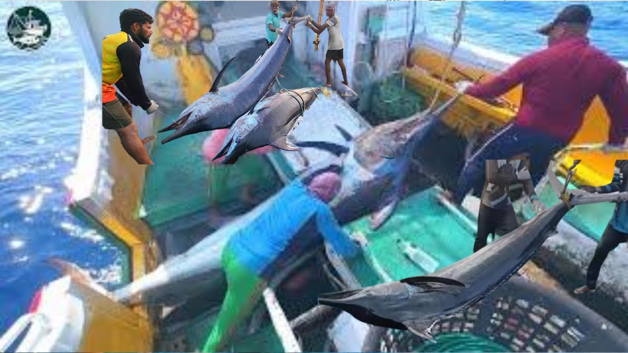 Heart-Stopping Moment: Giant Fish Caught in the Net – Captured on ...