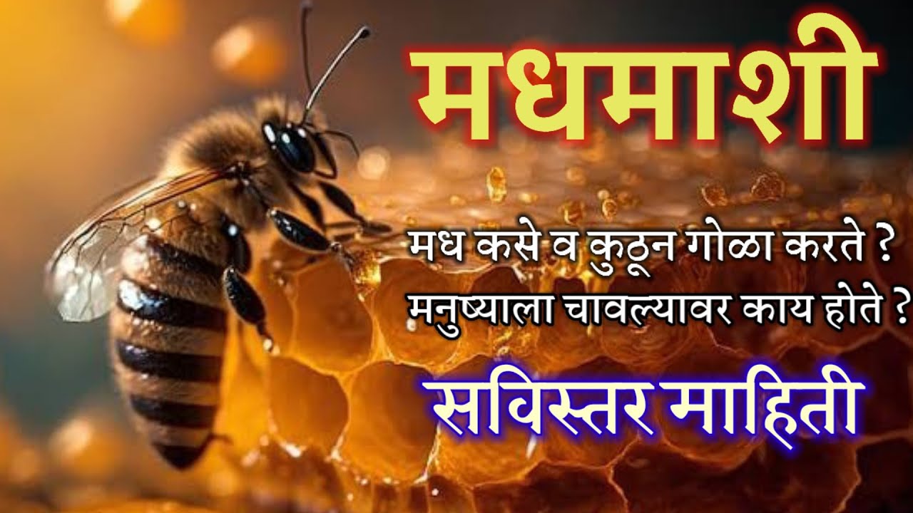 मधमाशी माहिती मराठी | madhmashi mahiti marathi - YouTube