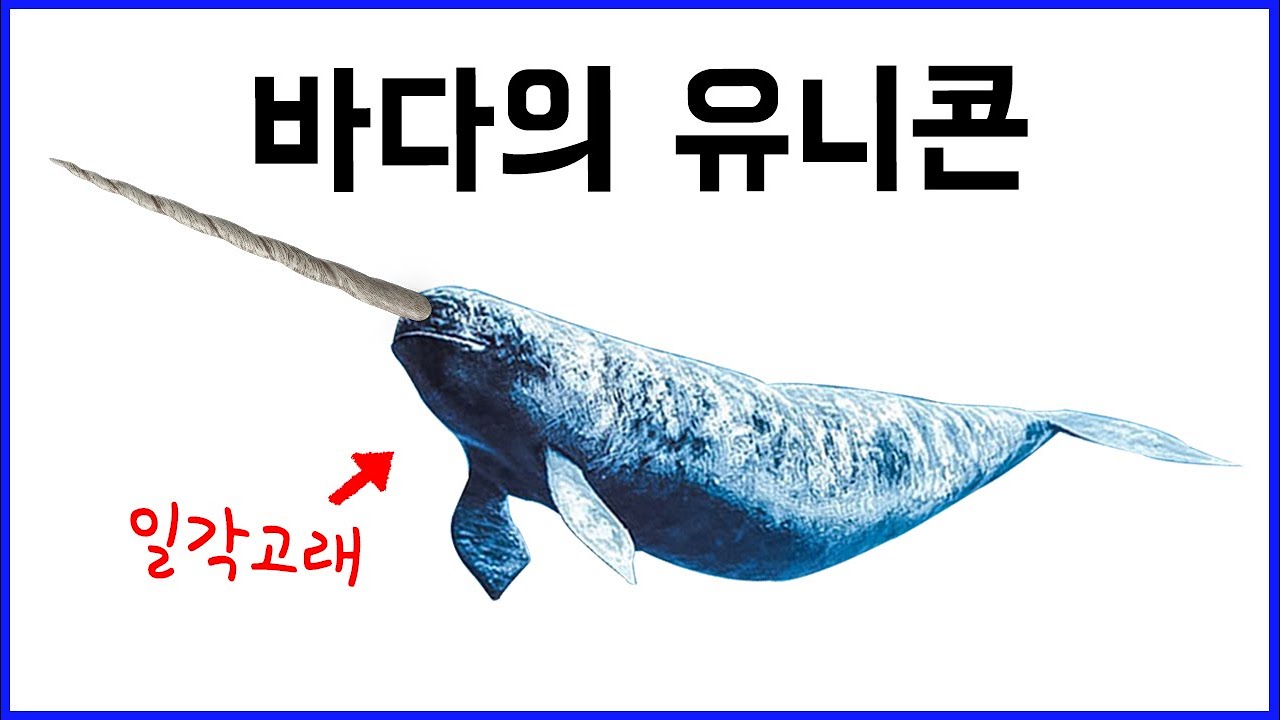 바다 속 특이한 고래 7종 이빨고래와 수염고래 구분법 Youtube