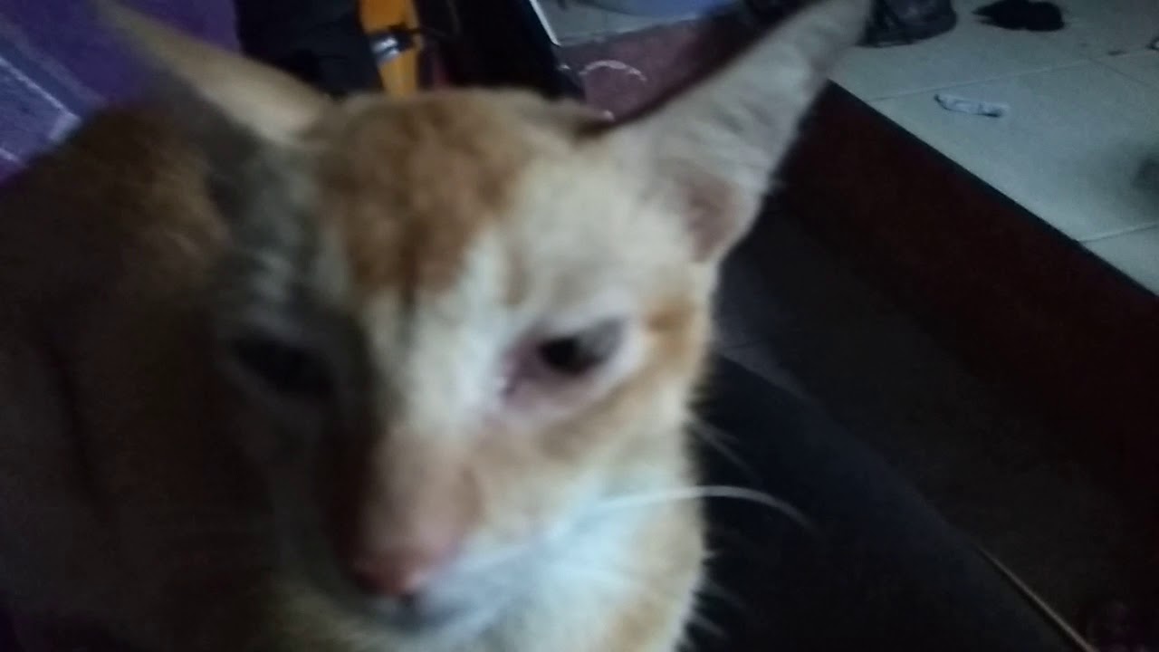 Kucing nangis - YouTube