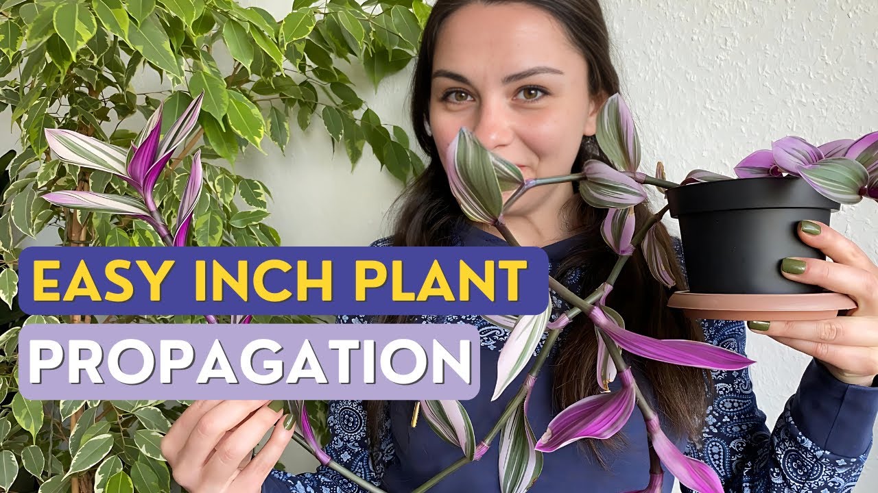 How to Propagate Inch Plant | How to Make Inch Plant Cuttings ...