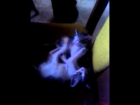 Cat fight