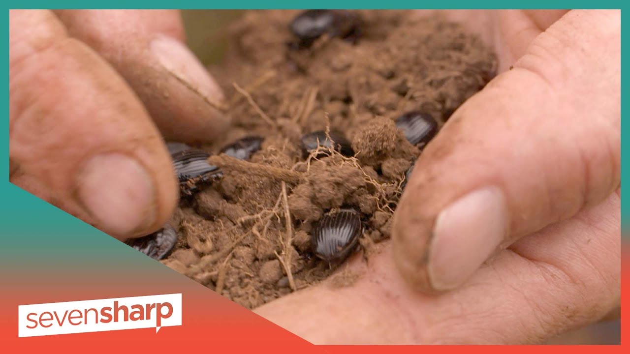 Auckland company comes up with solution for animal waste - YouTube