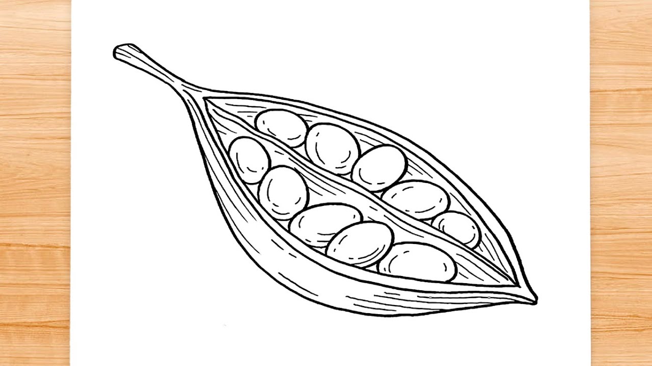 How to draw Cardamom - YouTube