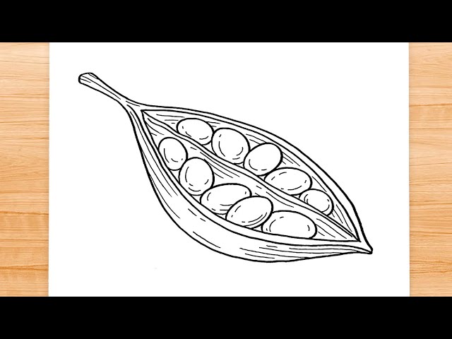 Cardamom Spice Drawing