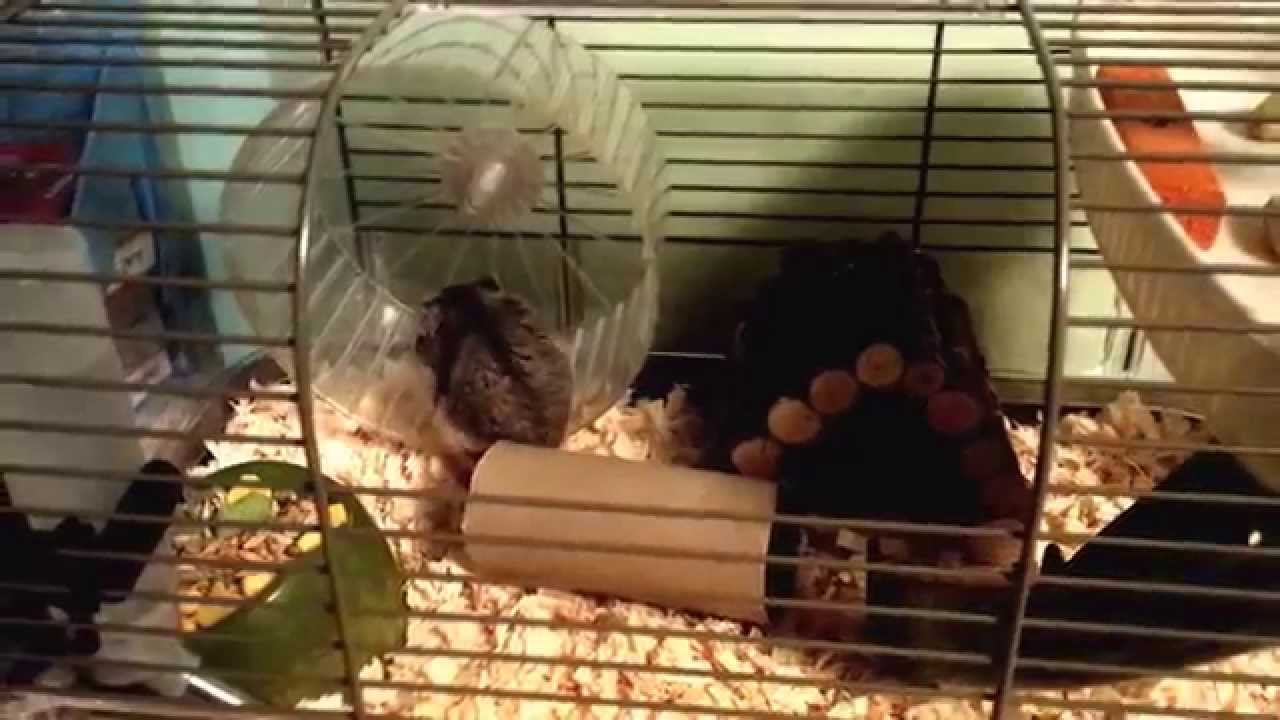 HYPER Russian Dwarf Hamster ON FIRE! - YouTube