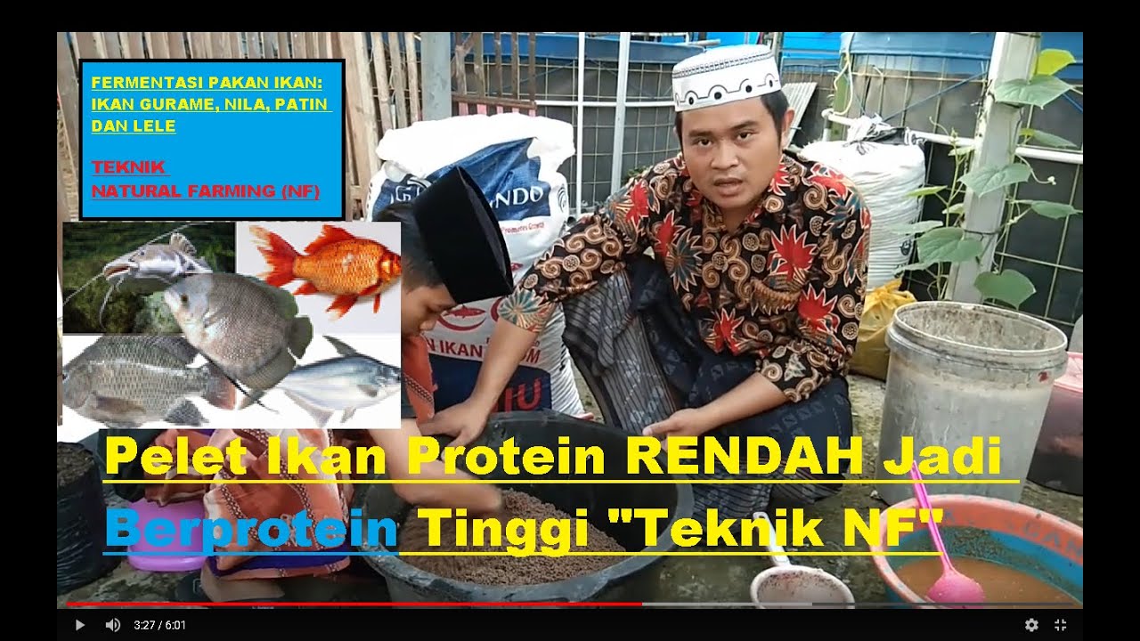Pelet Ikan Protein RENDAH Jadi Berprotein Tinggi "Teknik NF" - YouTube