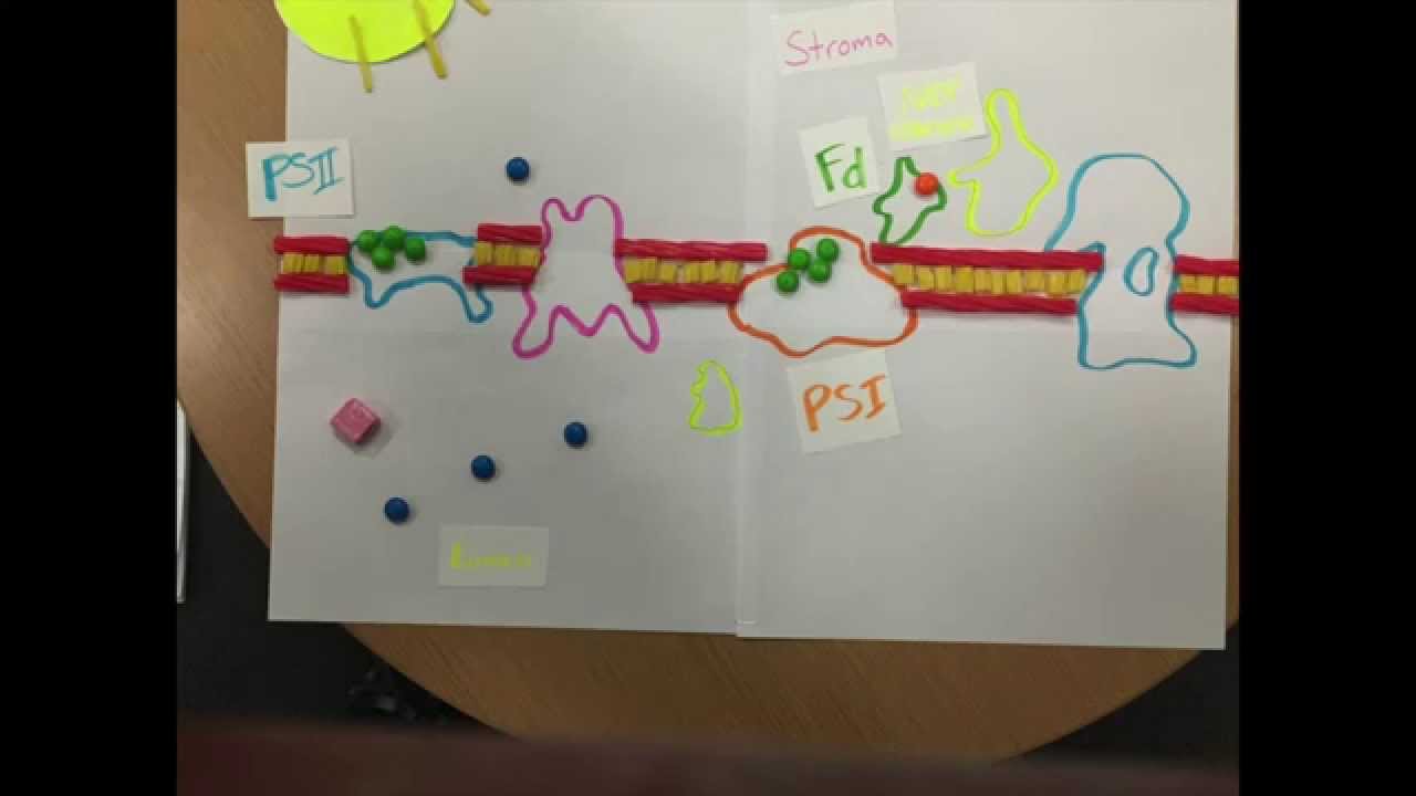 Photosynthesis Video - YouTube