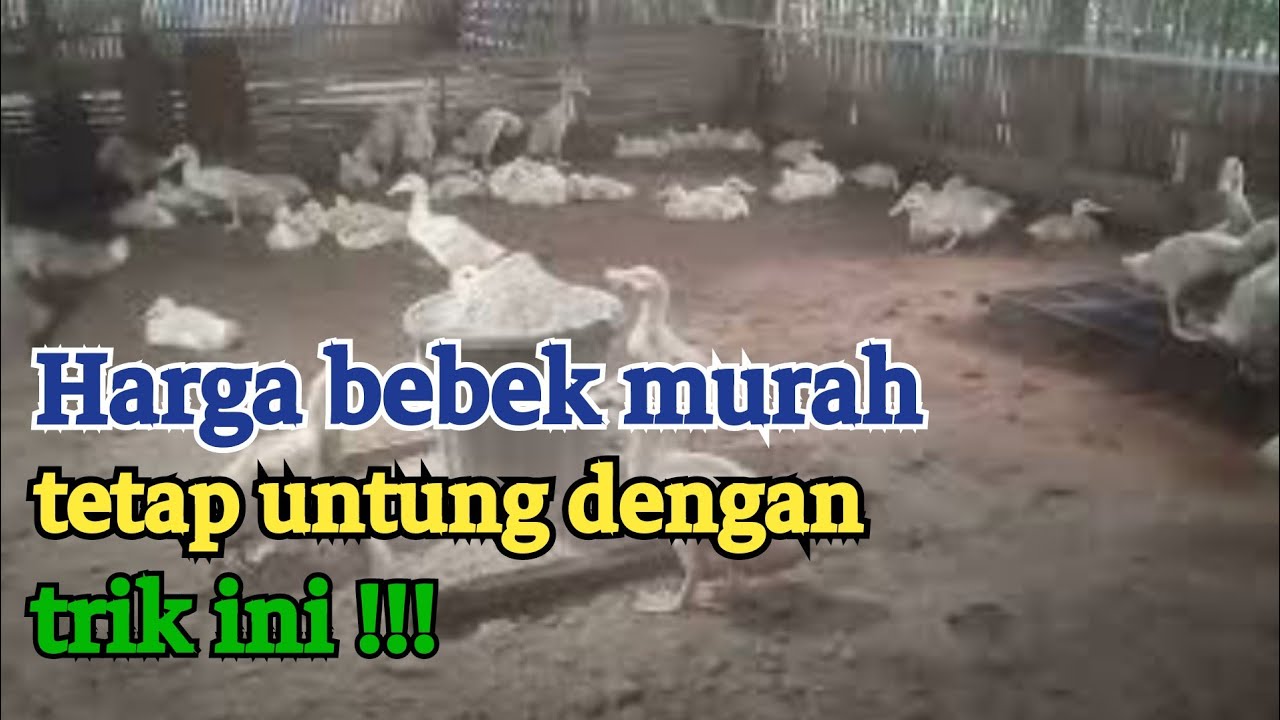 tips ternak bebek tetap untung di harga murah || bebek pedaging - YouTube