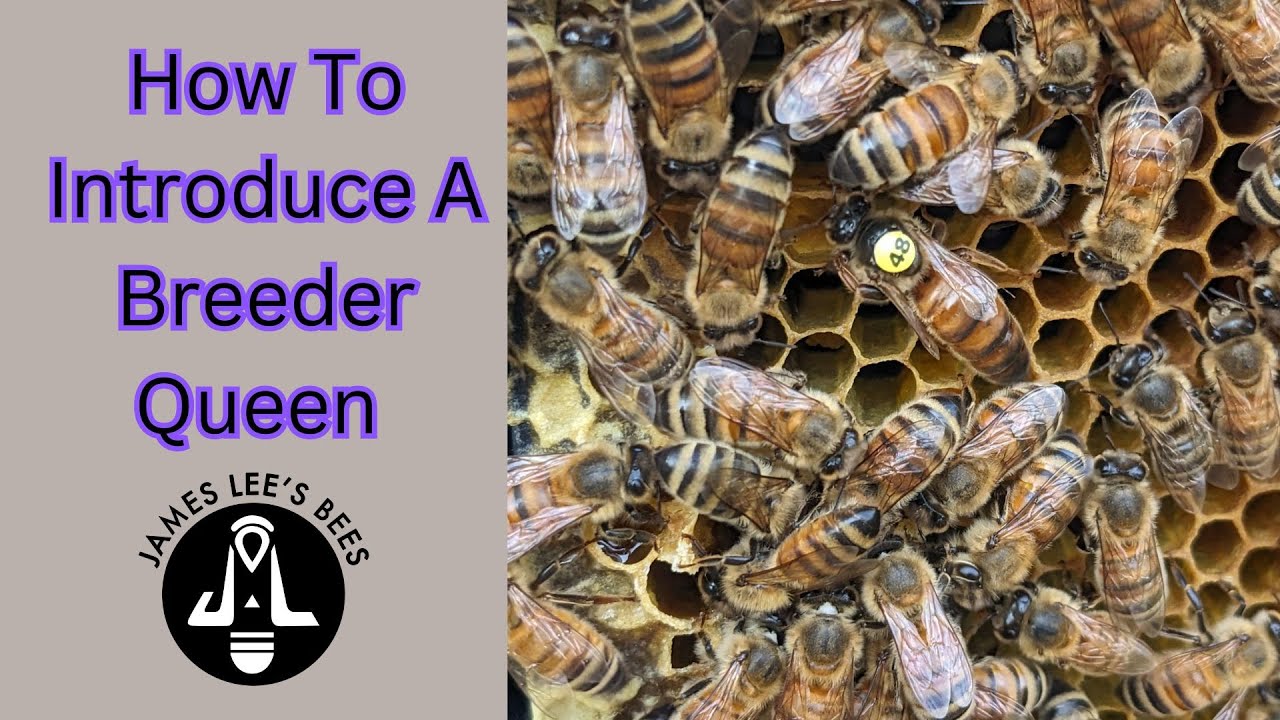 Beekeeping: Did I Succeed with VSH Breeder Queen Introductions ...