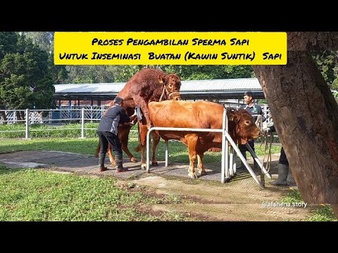 proses pengambilan sperma sapi untuk inseminasi/kawin suntik