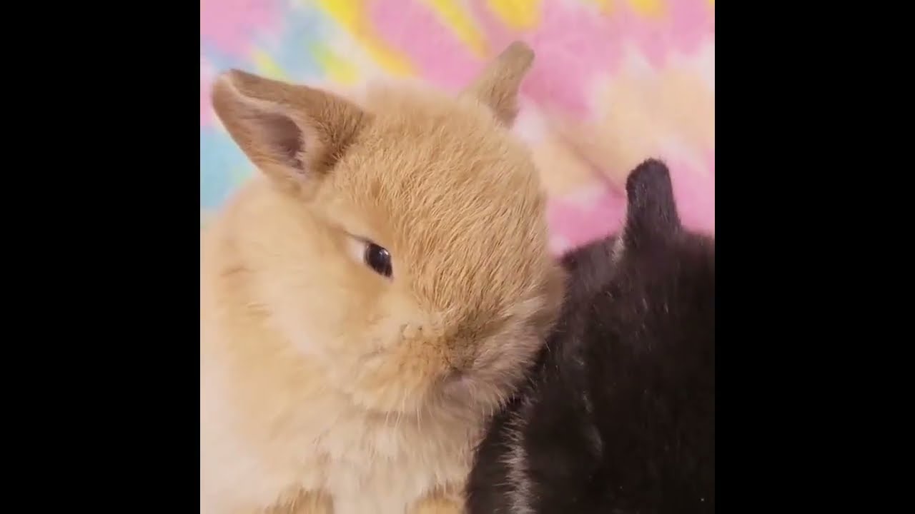 Cute Baby Bunnies Washing Their Faces - YouTube