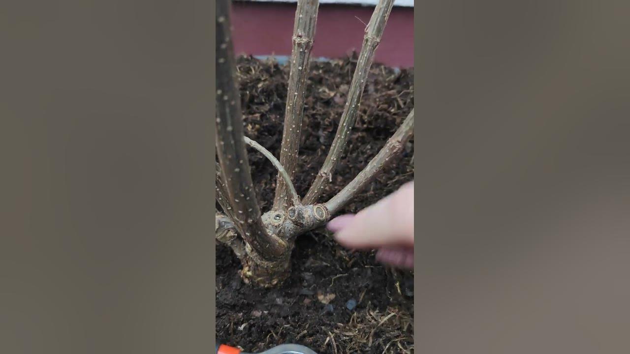 25 февраля 2024 Обрезаю метельчатую гортензию Пинк энд Роуз 🌿🌿🌿 - YouTube