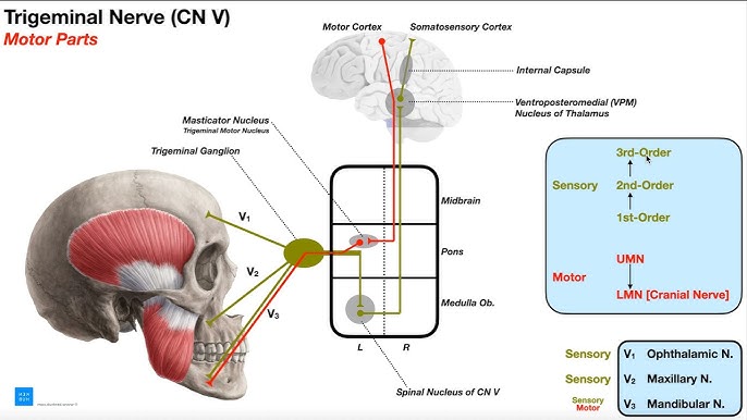 Trigeminal V Cranial Nerves Cranial Nerves Neurology Brain Anatomy