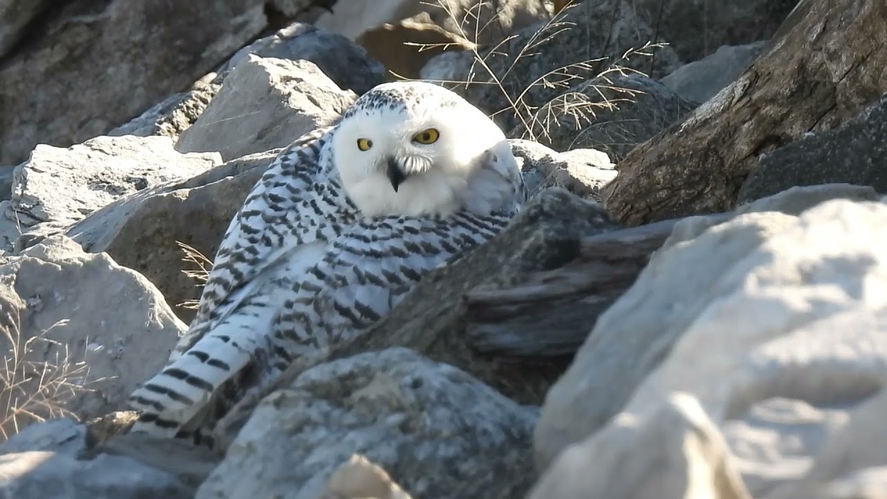 Migrating Arctic Snowy Owl At Riverland Migrating Bird Sanctuary - YouTube