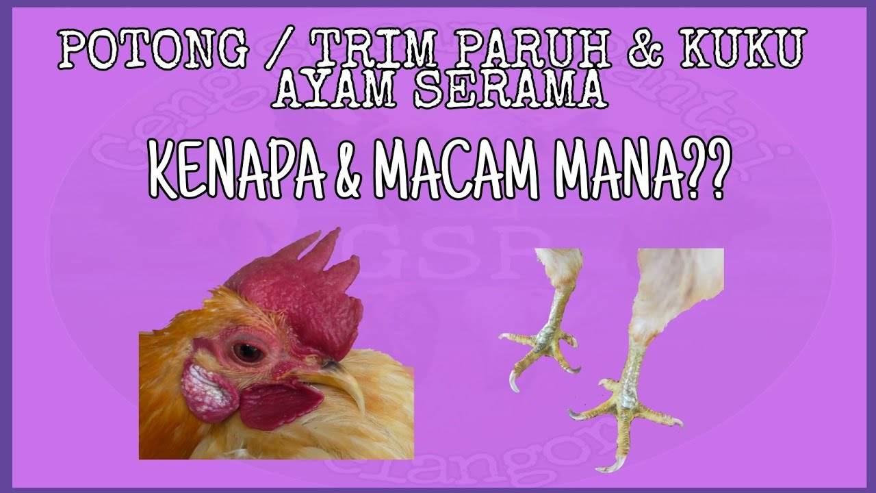 Potong / Trim Paruh & Kuku Ayam Serama - YouTube