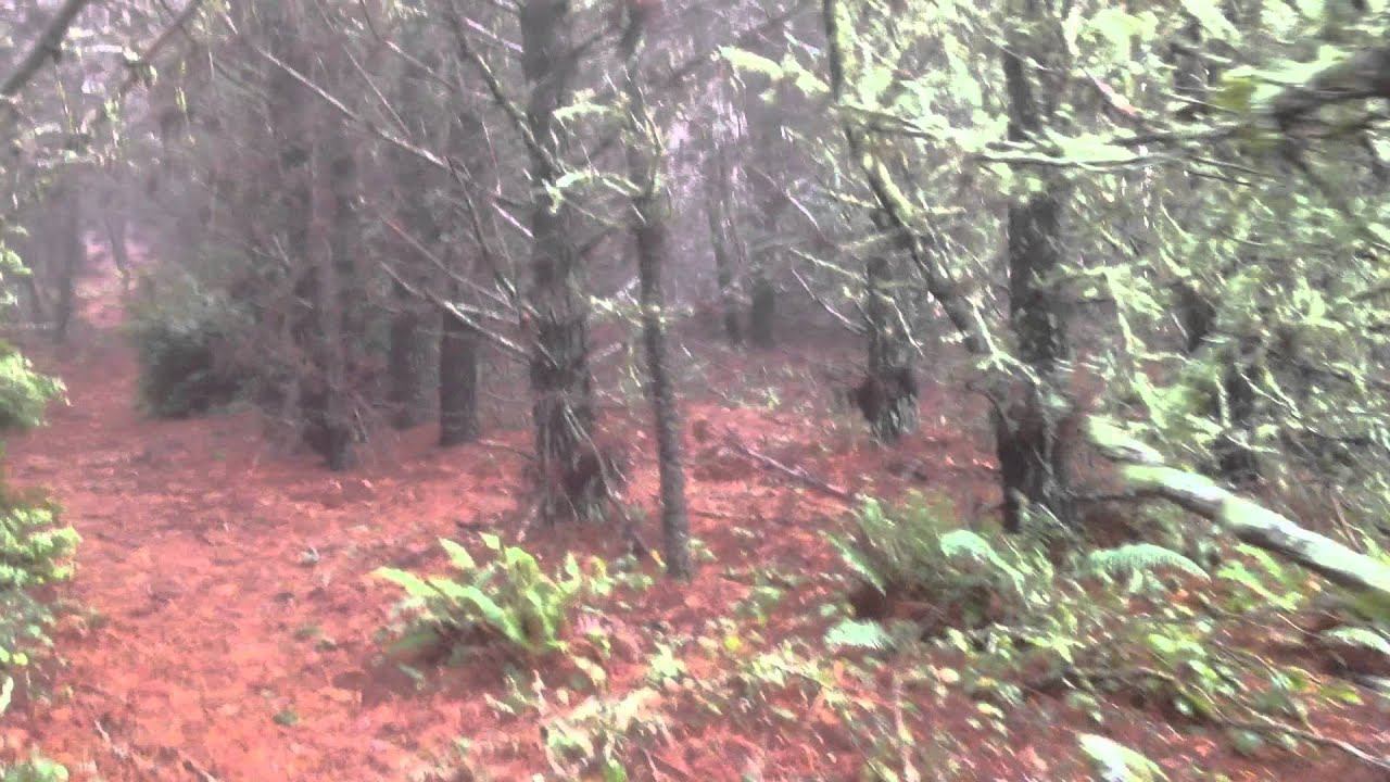 Dusky Footed Woodrat nest - YouTube