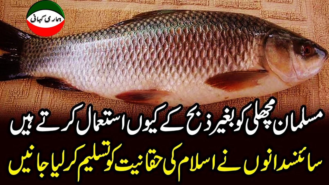 Why do Muslims use fish without slaughtering it? Scientists should ...