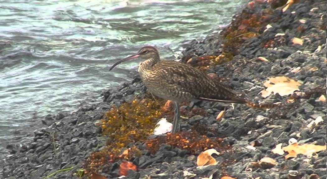 mauritius sea bird curlew Wulp and blue heron Ile Maurice Heron Martin ...