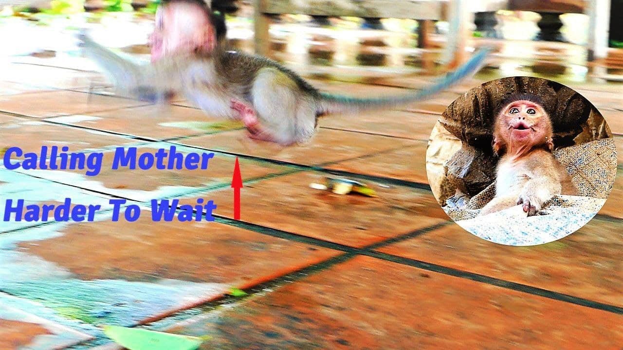 Poorest And Pitifulness Baby Mila Monkey Is Abandoned And Left With ...