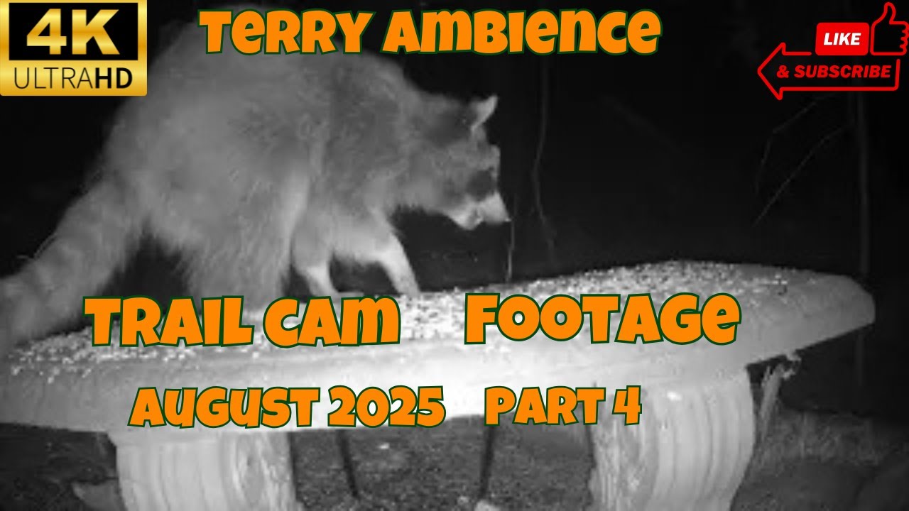 4k Trail Camera Footage August 2025 Part 4 - YouTube