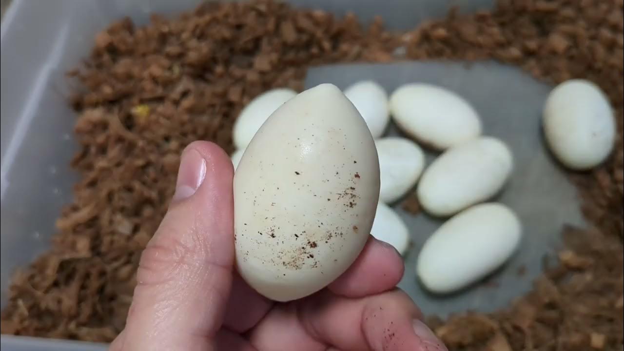 What is a "Slug" Egg? Pulling a Clutch of Ball Python Eggs - YouTube