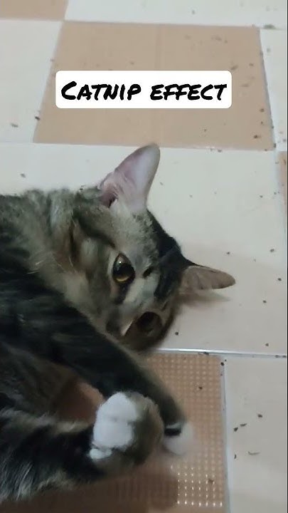 CATNIP EFFECT #shorts #shortsvideo #yotubeshorts #cutecats #catvideos #cats #youtube #funnycat # ...