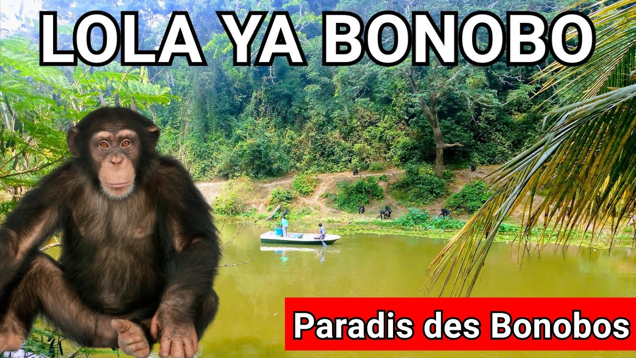 LOLA YA BONOBO Tour & Visite du sanctuaire à Kinshasa #kinshasamaps ...