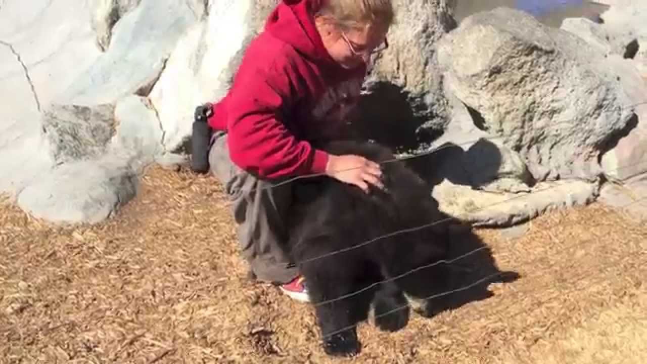 Black bear cubs hand fed - Yellowstone Bear World - YouTube