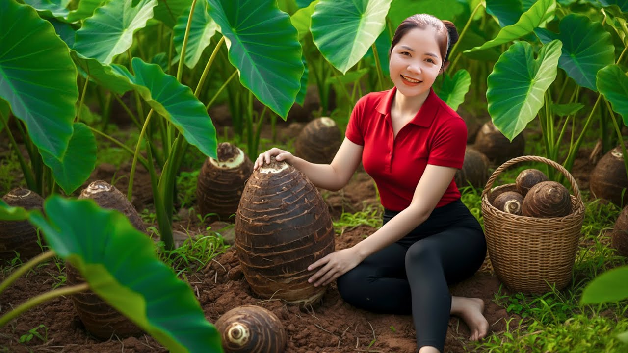 Harvesting Wild Taro Underground To Sell At The Market, Recipe for Taro ...