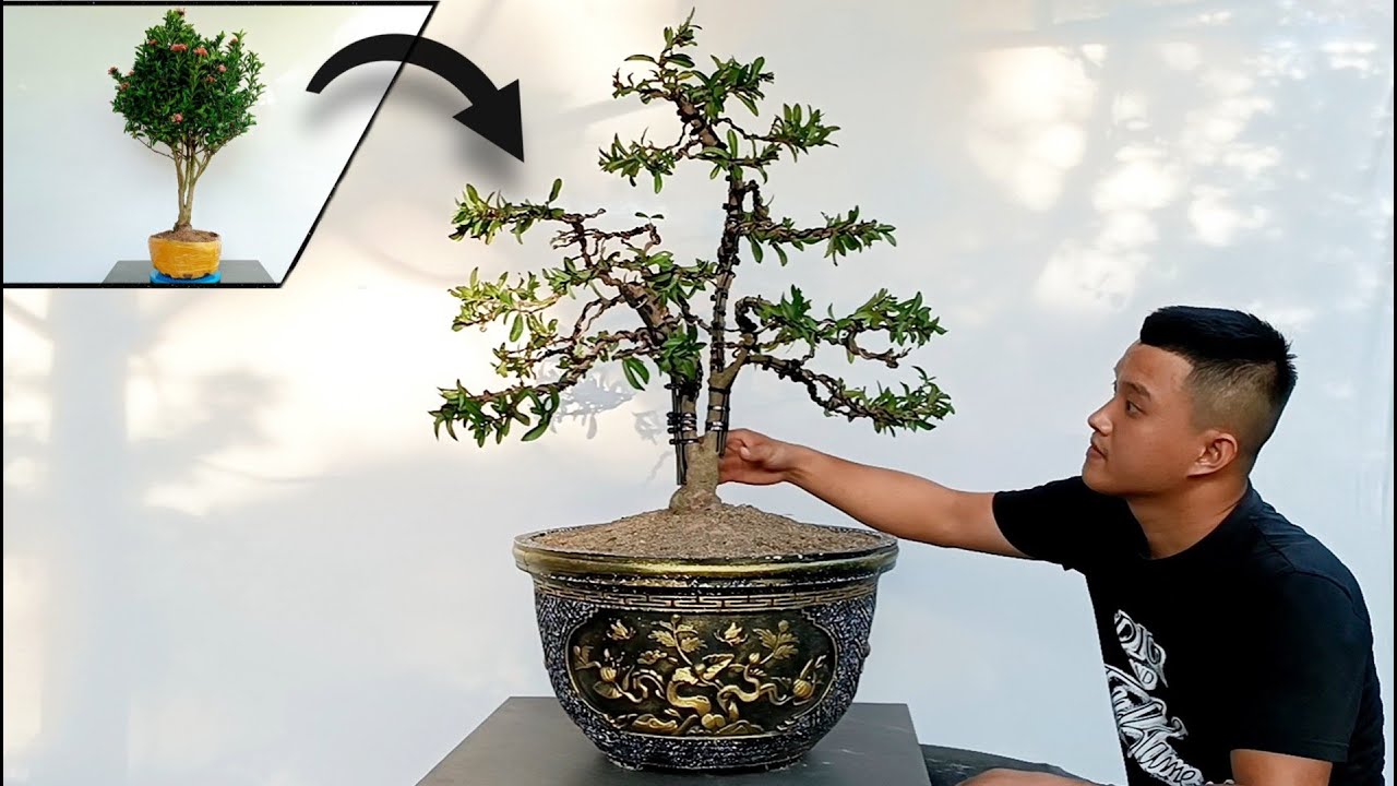 Bonsai For Beginner| Creating A Ixora Flower Bonsai Tree| Bông Trang ...