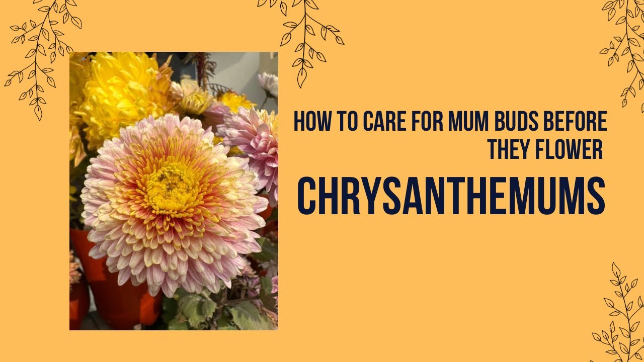 Get Ready for Blooms: How to care for Mum buds before they flower # ...