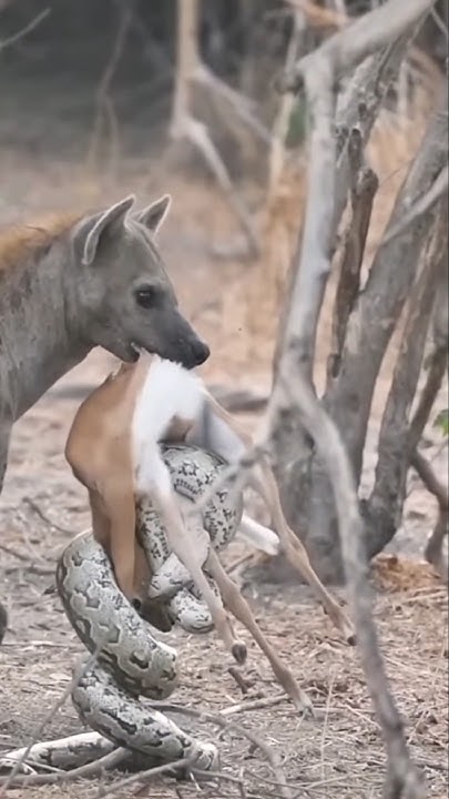Poor Baby Impala Sandwiched Between A Python And Hyena - YouTube