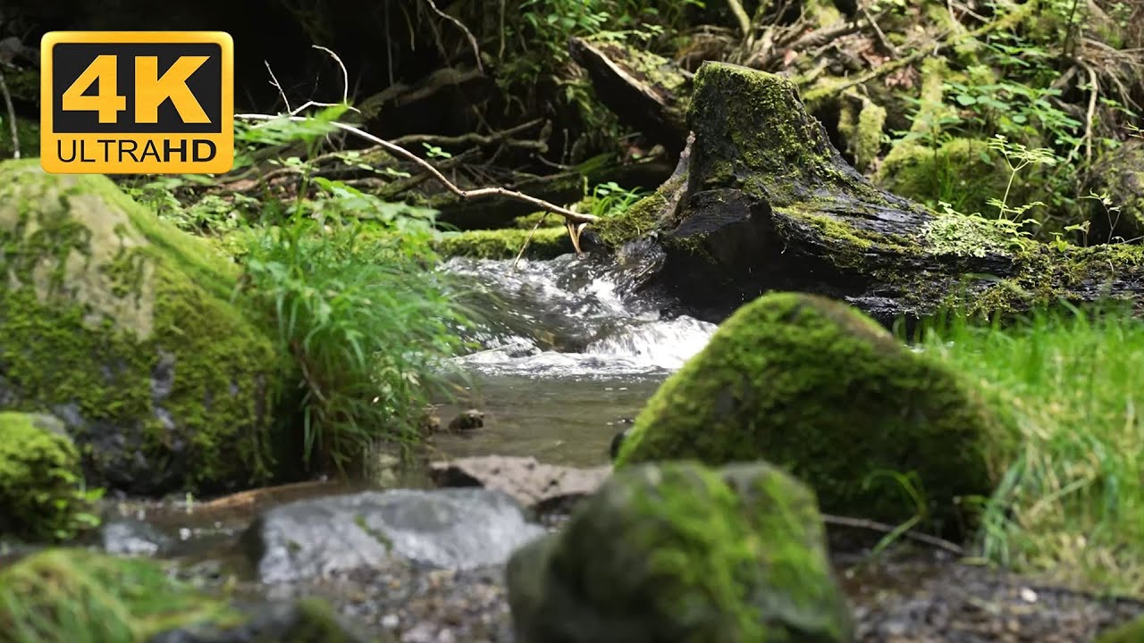 Endless Stream 4K | The sound of a stream flowing over rocks and birds ...