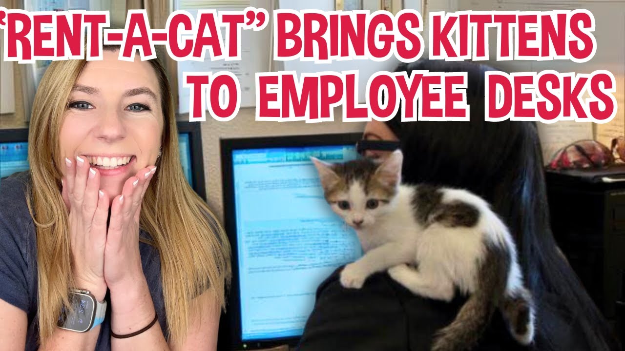 Office has cat "library" for employees to check out kittens for the ...